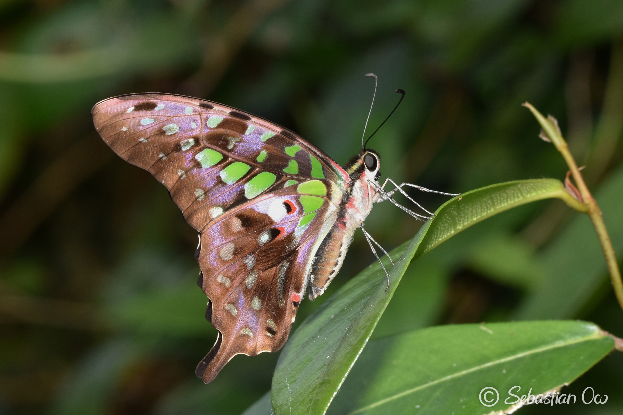 Graphium agamemnon (Linnaeus, 1758)