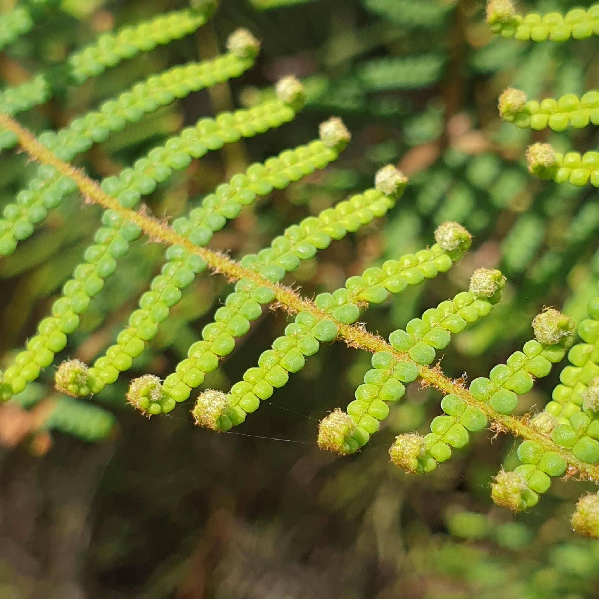 Gleichenia dicarpa R.Br.