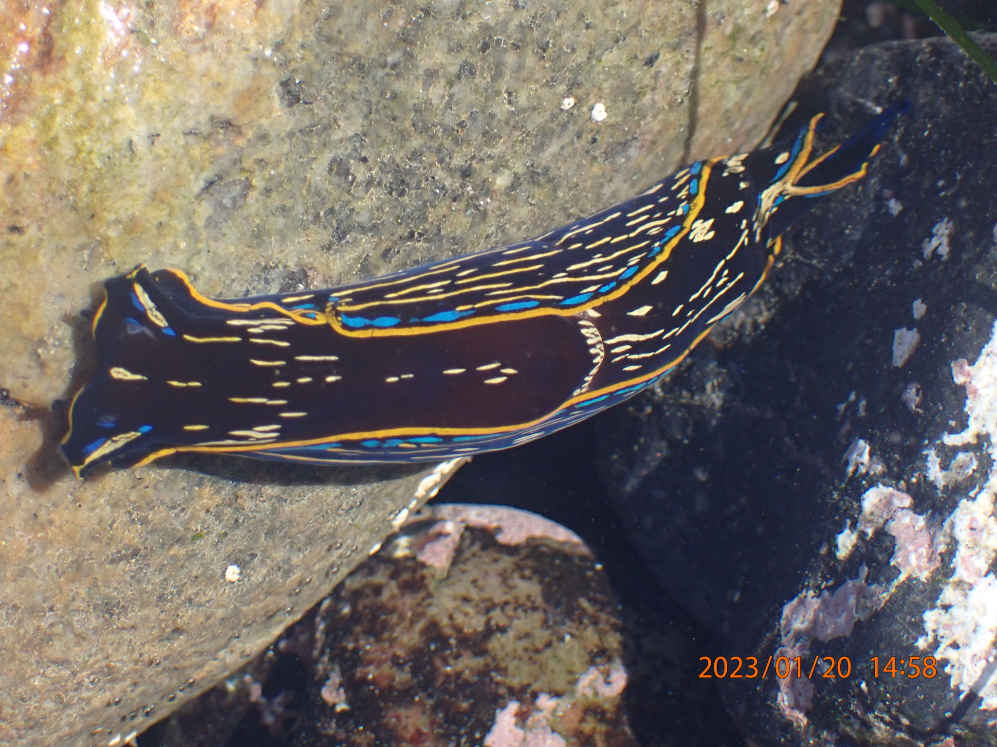 Navanax inermis (J.G.Cooper, 1862)