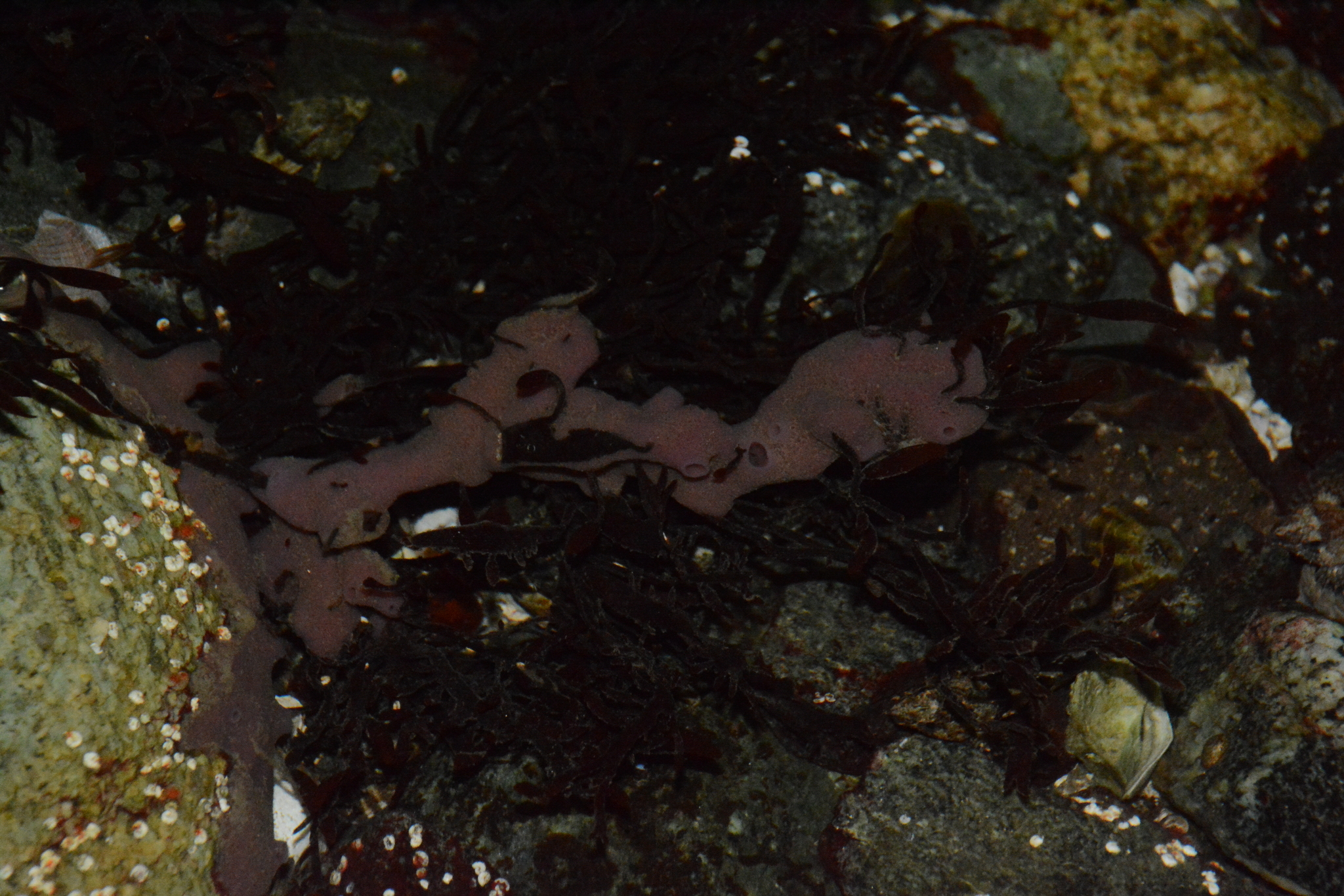 Chalinidae