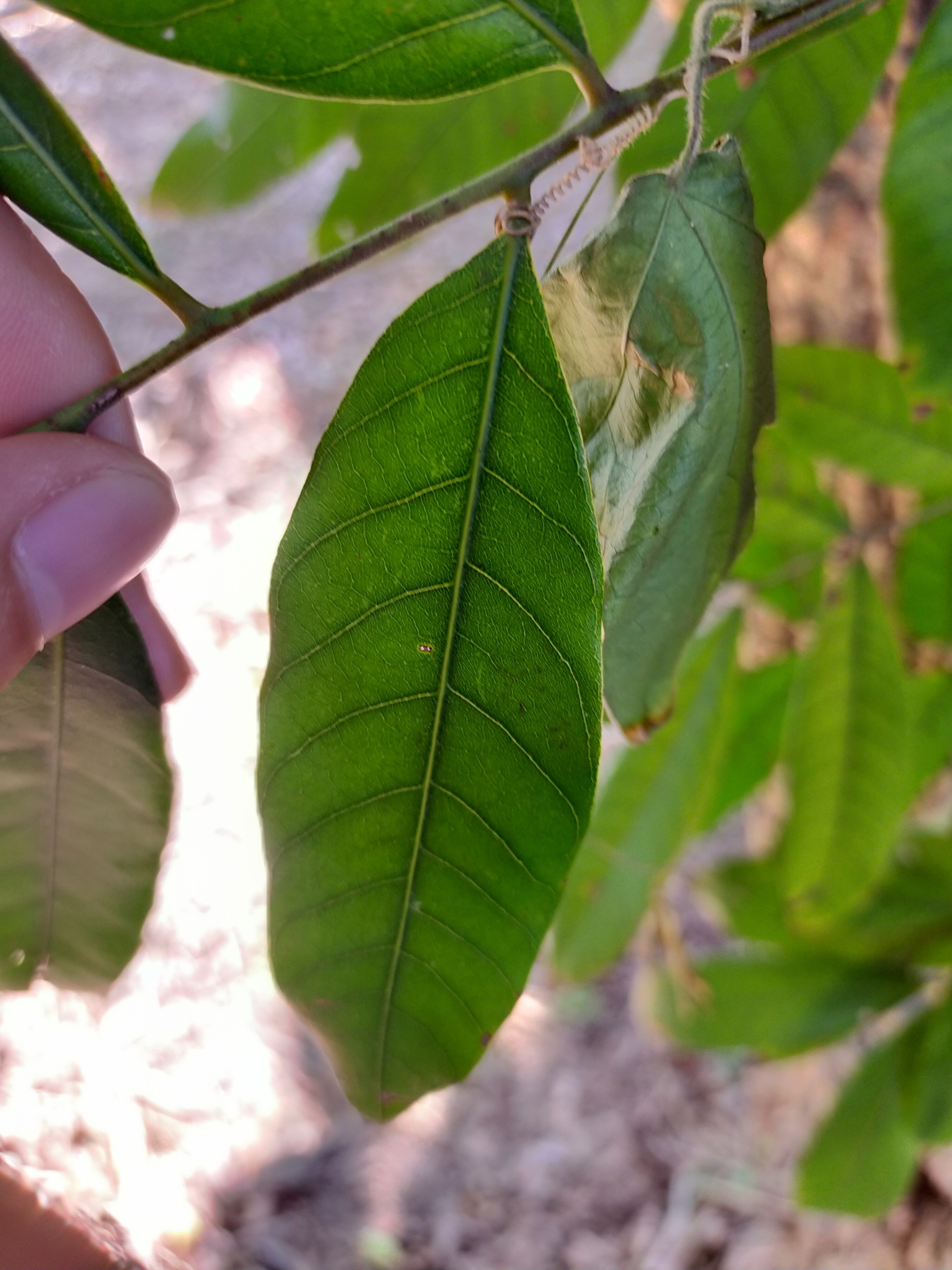 Dimocarpus longan Lour.