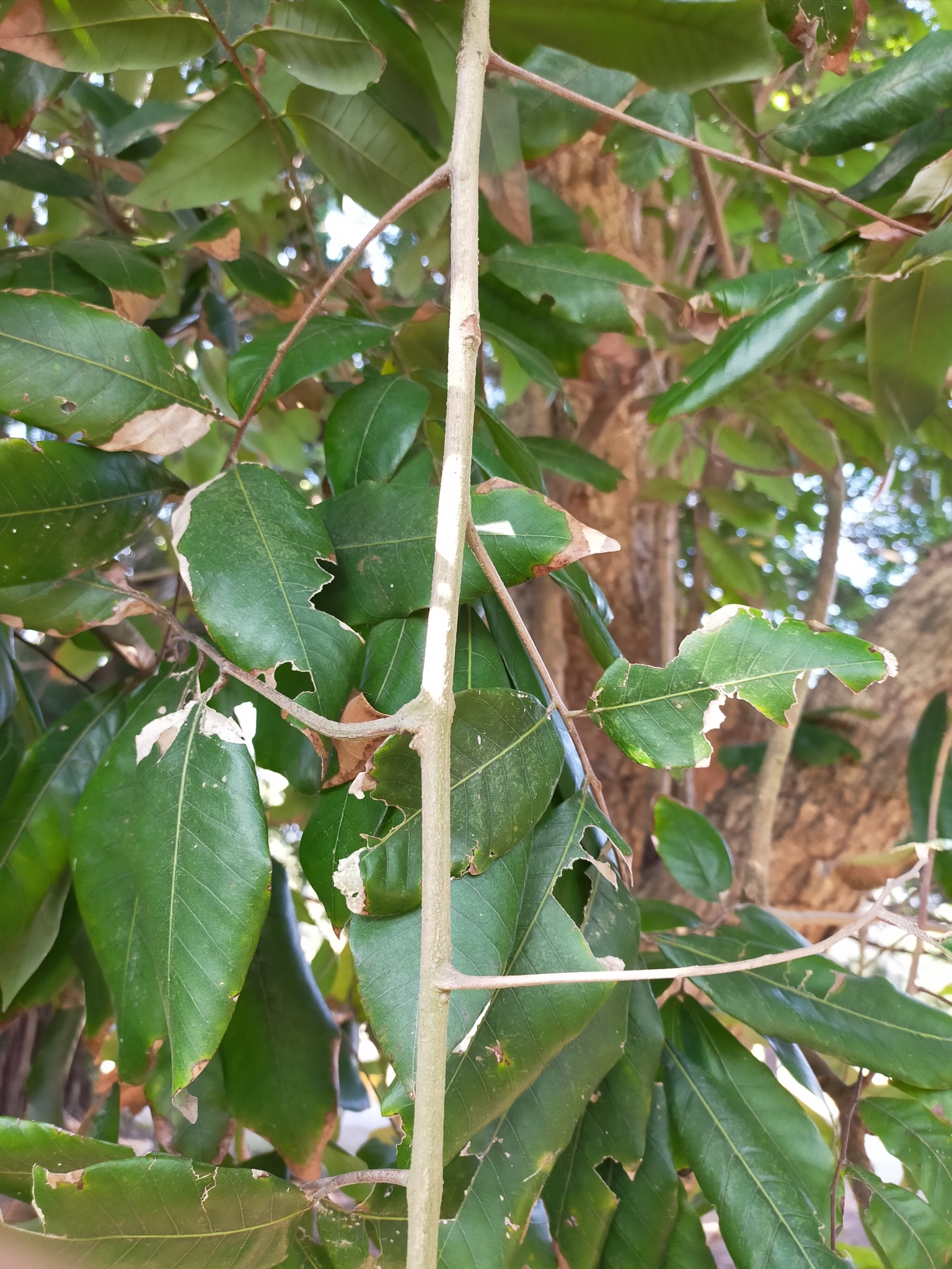 Dimocarpus longan Lour.