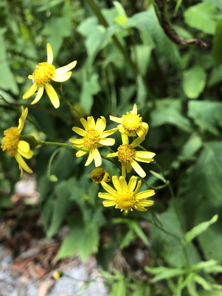 Madagascar Ragwort in January 2023 by ap1cula · iNaturalist