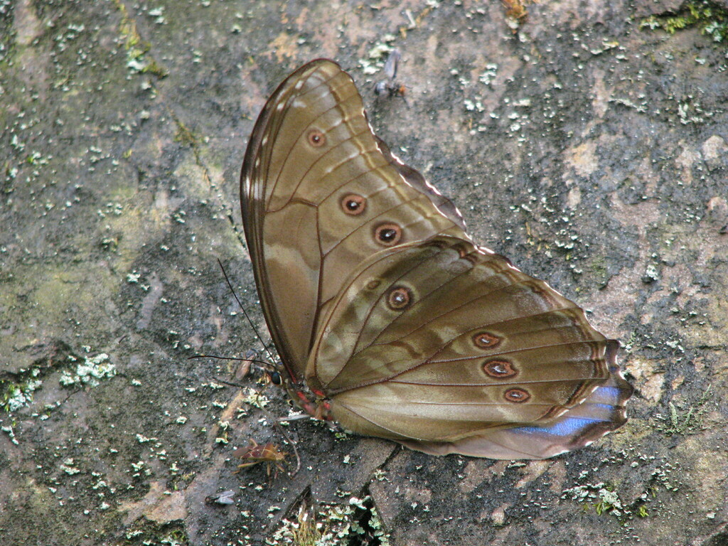 Menelaus Morpho from Manu Road, Dpto. Cuzco, Peru on February 17, 2008 ...