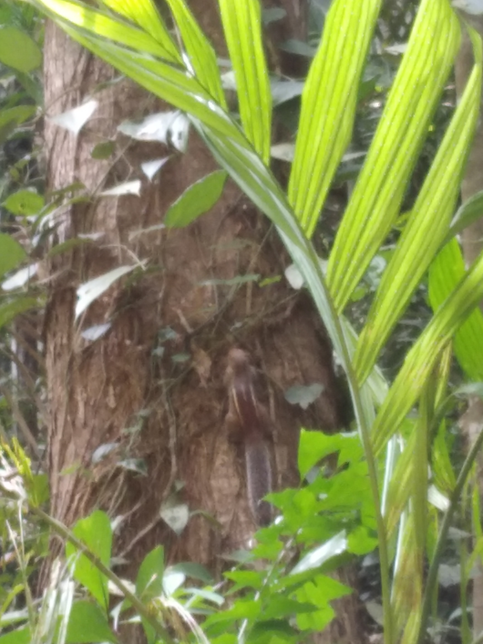 Funambulus tristriatus (Waterhouse, 1837)