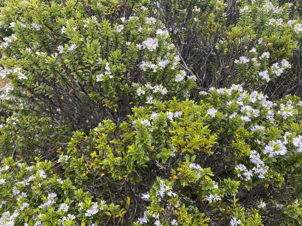 Veronica venustula from Ruapehu District Council, Manawatu-Wanganui ...