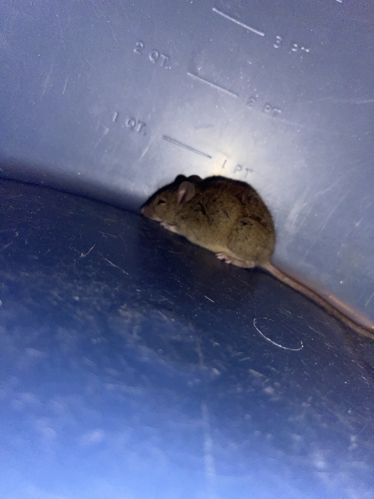 Mus musculus Linnaeus, 1758