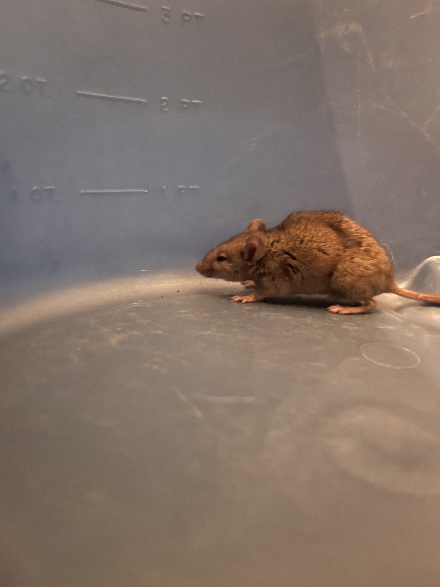 Mus musculus Linnaeus, 1758