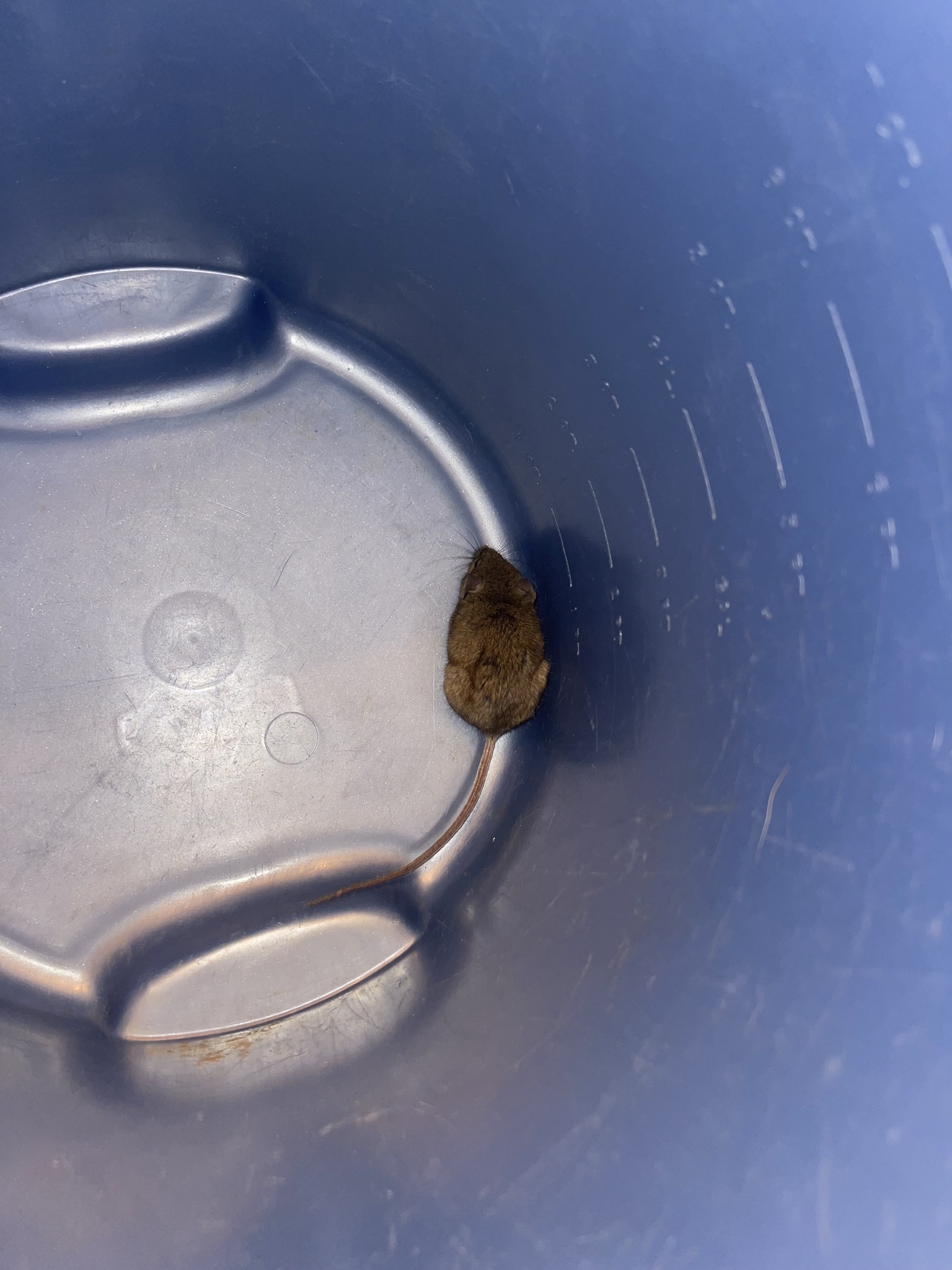 Mus musculus Linnaeus, 1758