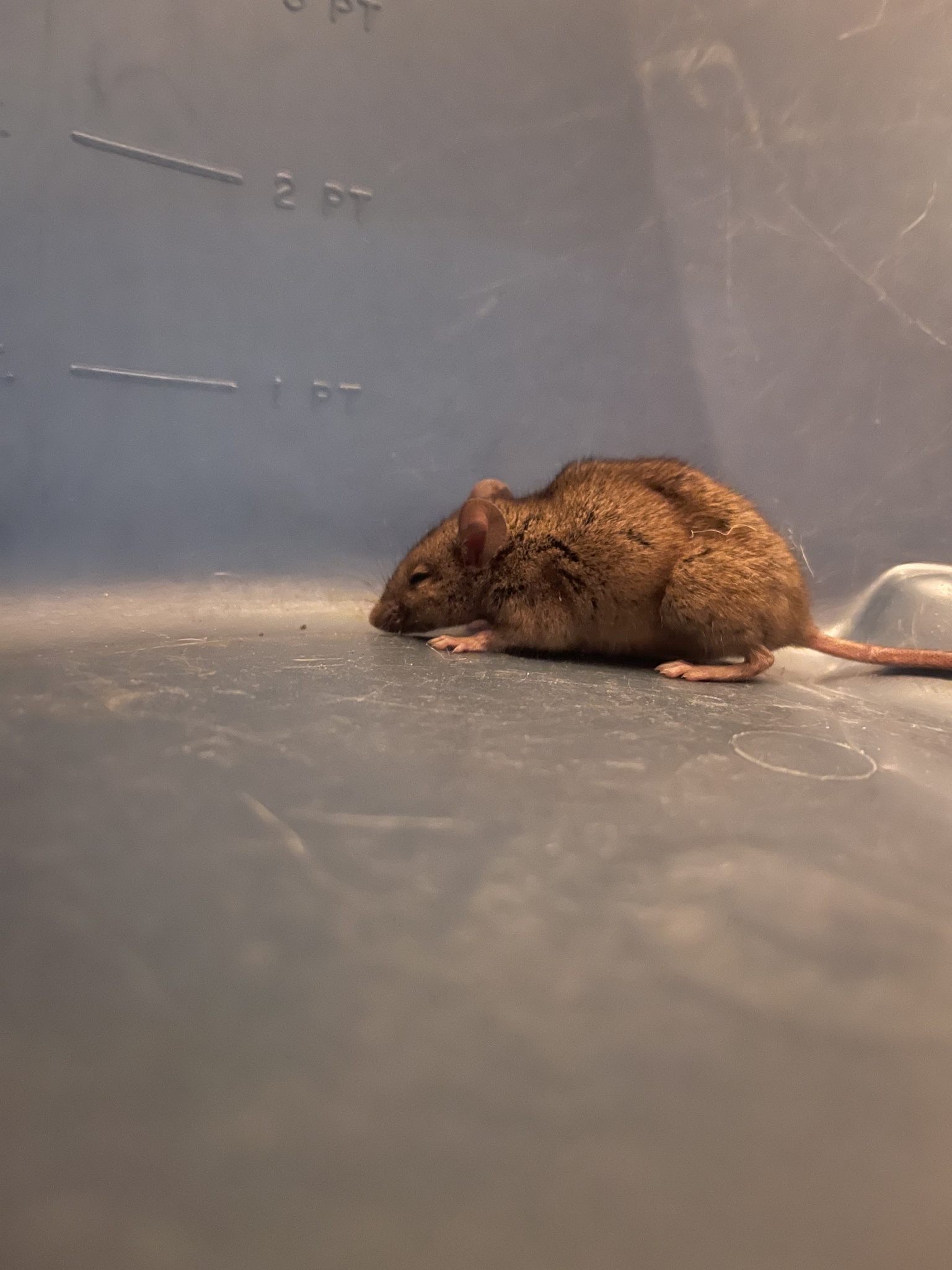 Mus musculus Linnaeus, 1758