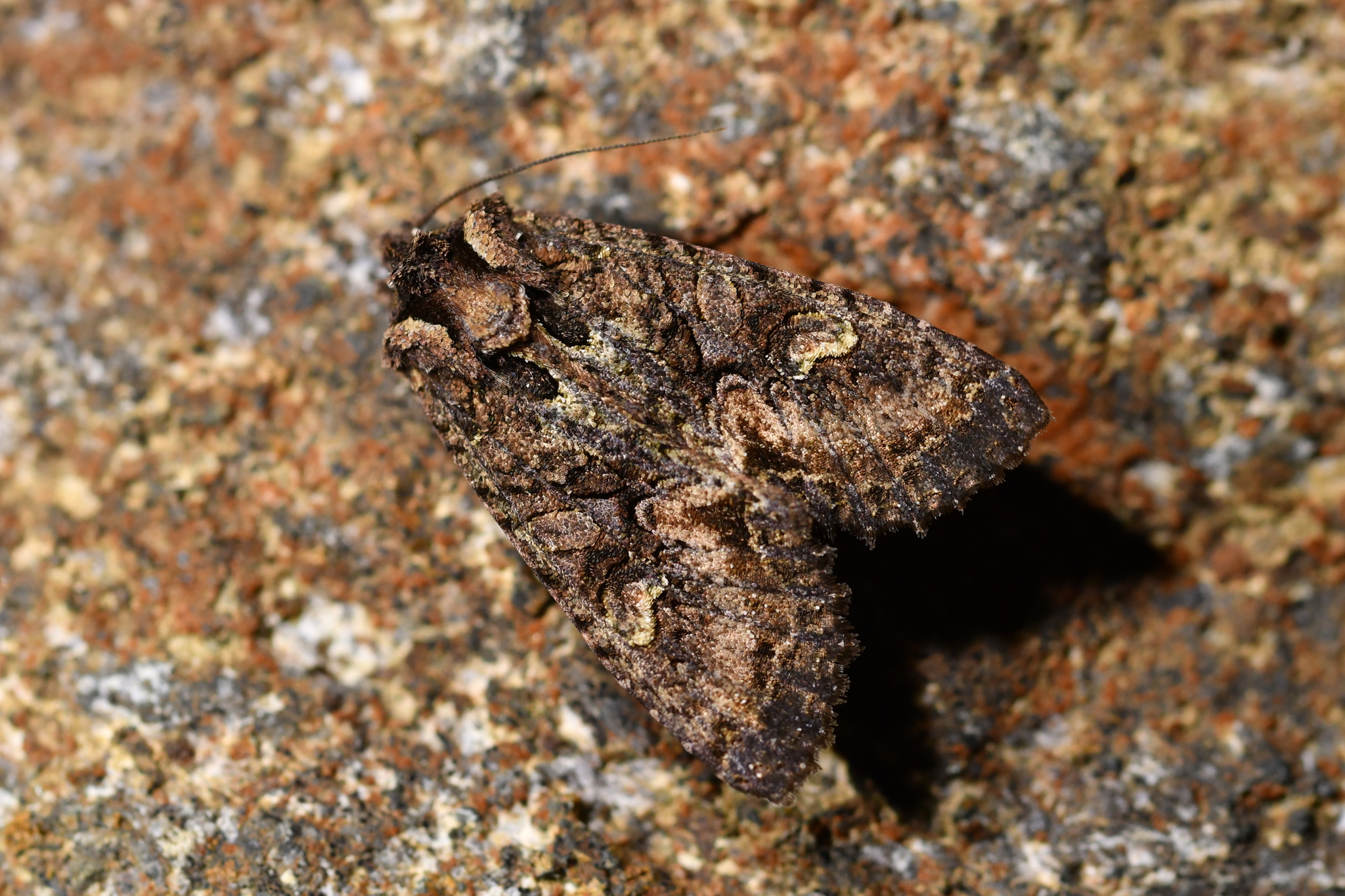 Meterana Butler, 1877