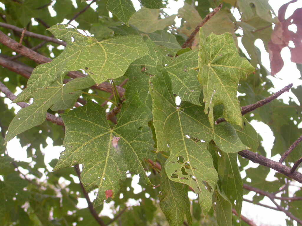 Large-Leaved Star-Chestnut (Sterculia quinqueloba) - Botanical Realm