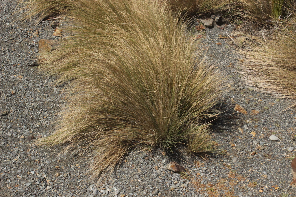 Silver Tussock from Pencarrow Head, Lower Hutt, New Zealand on January ...