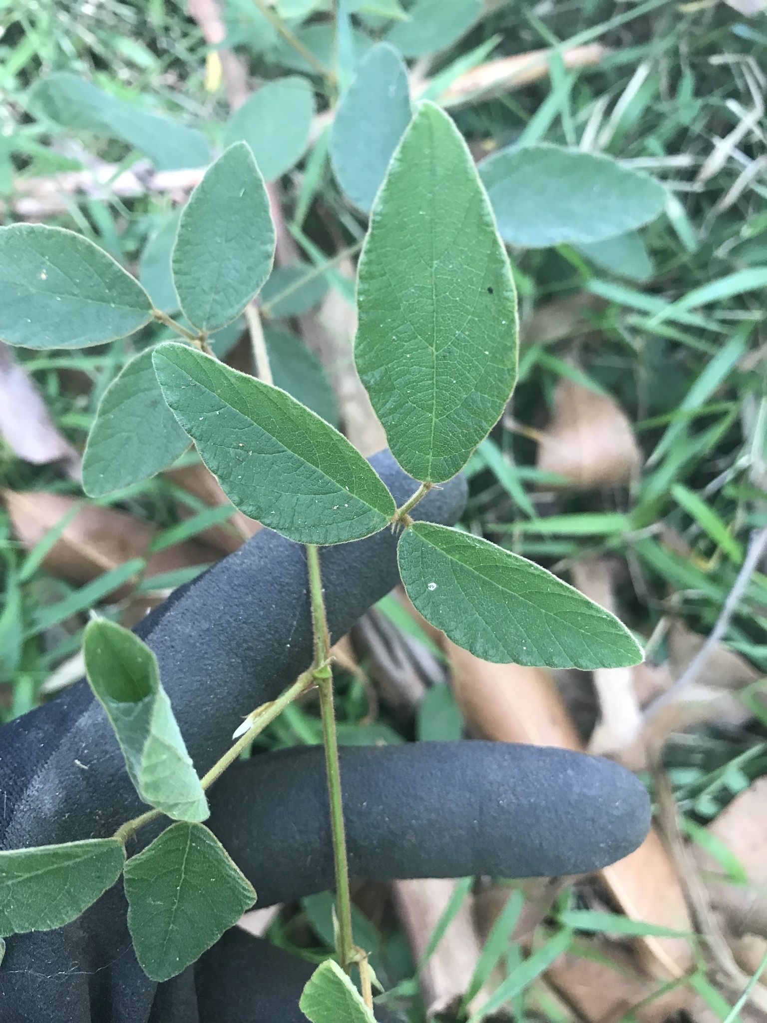 Desmodium rhytidophyllum F.Muell. ex Benth.