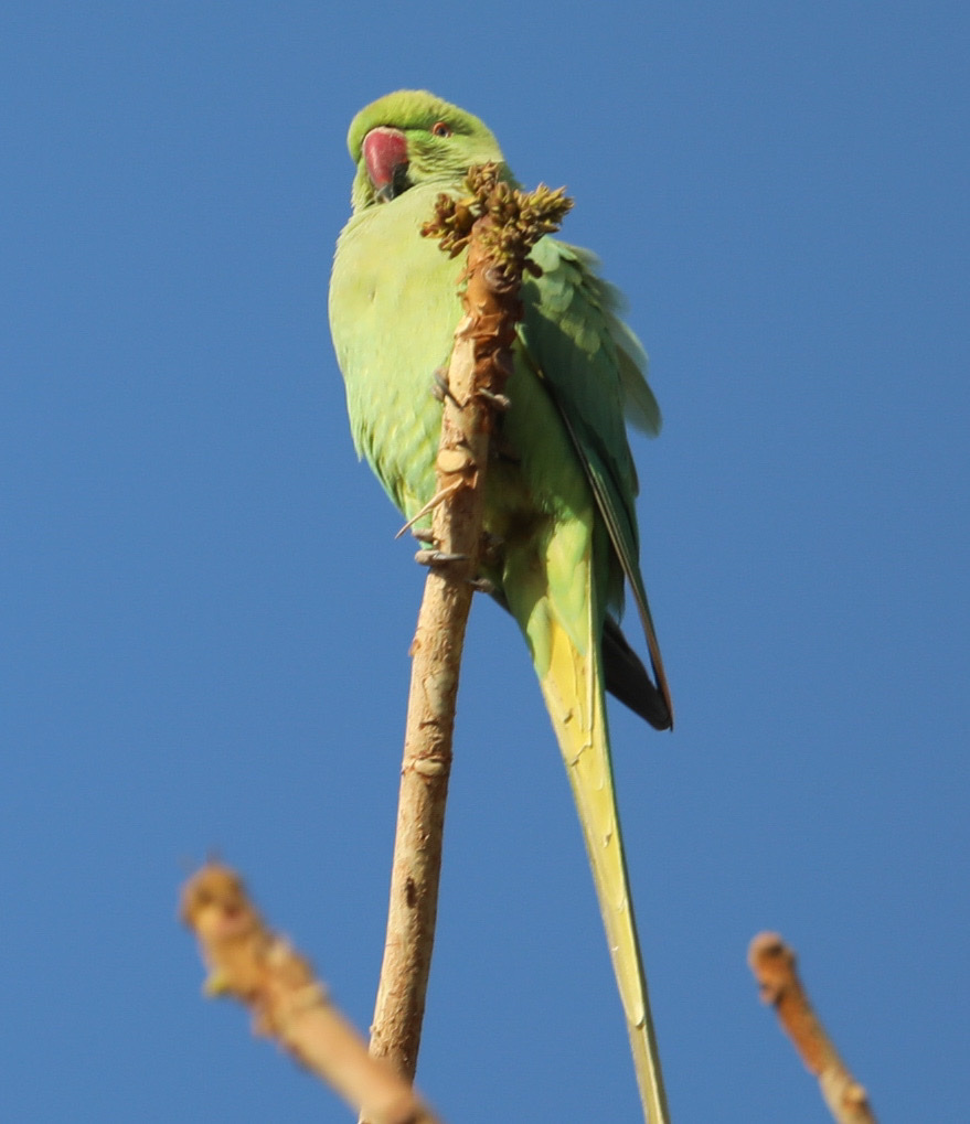 Rose-ringed Parakeet from Gir National Park and Wildlife Sanctuary ...