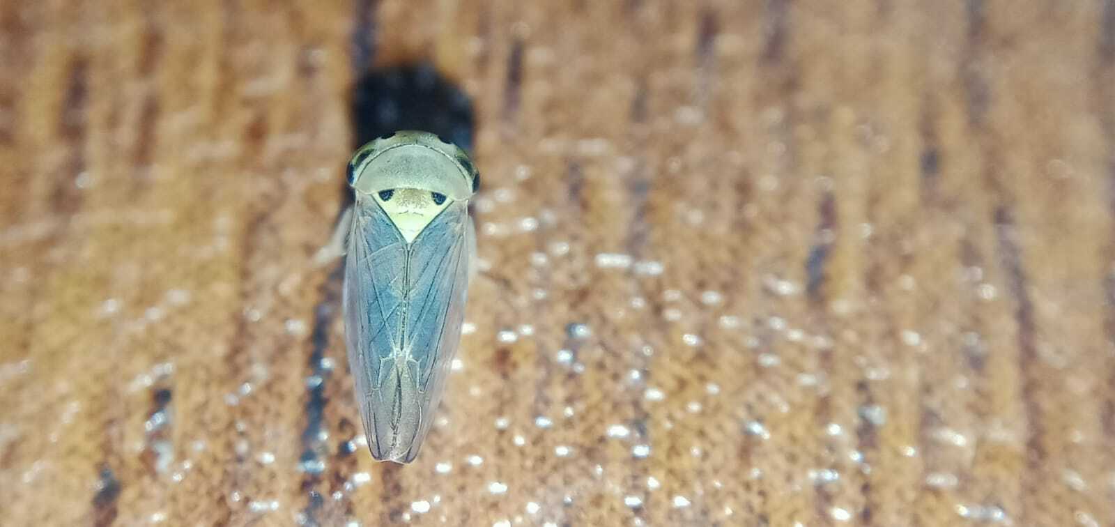 Idioscopus clypealis (Lethierry, 1889)
