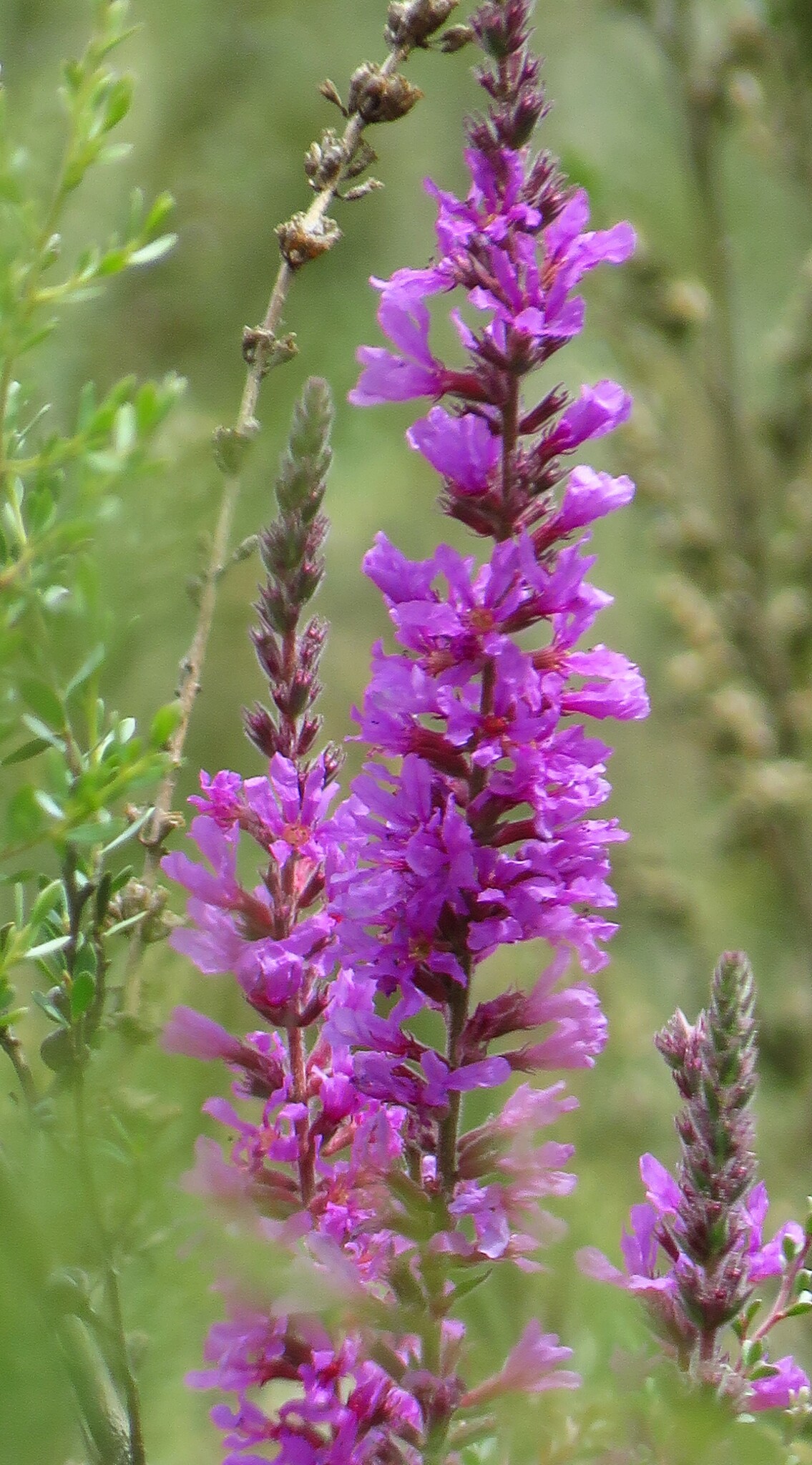 Lythrum salicaria L.