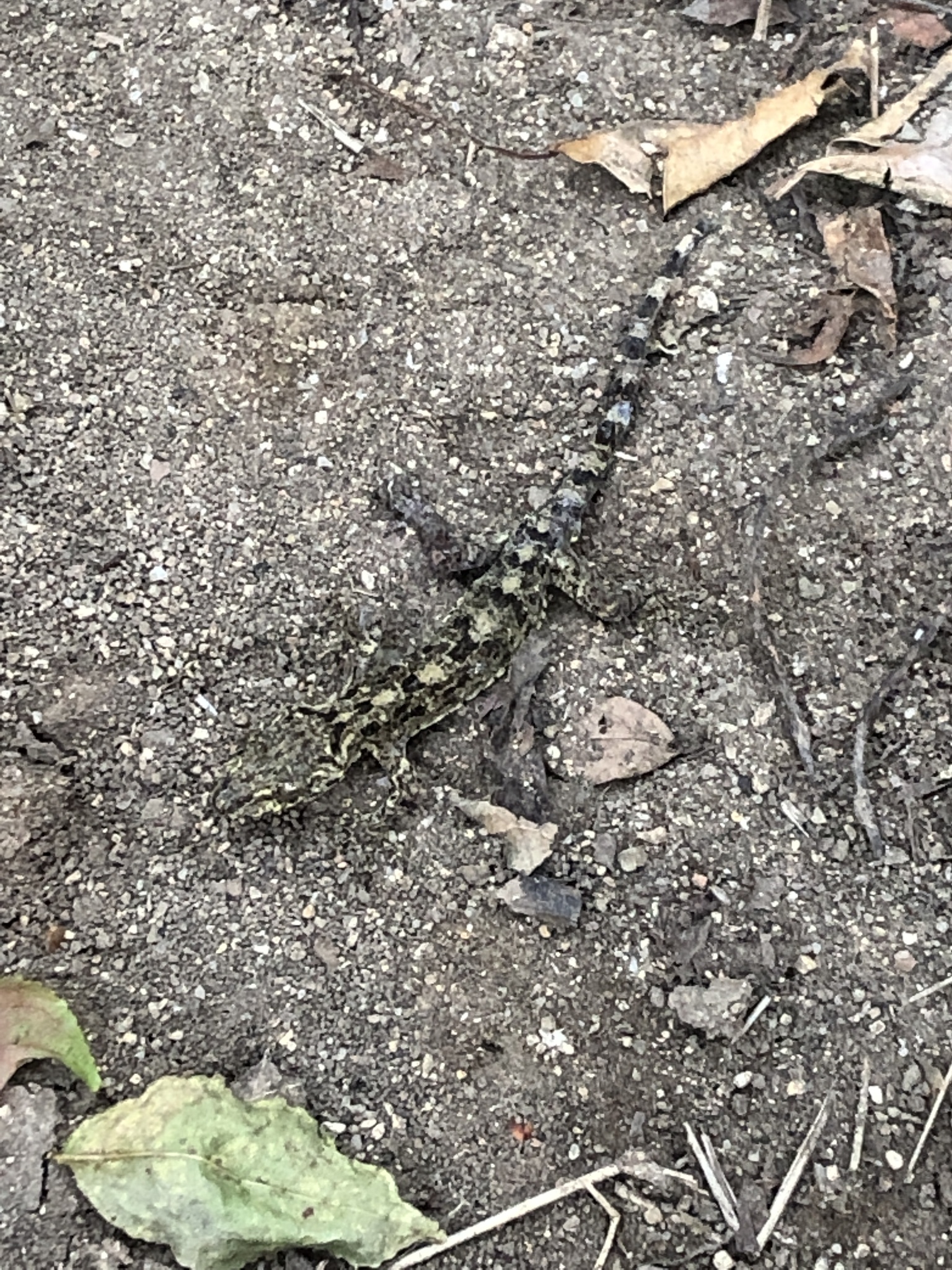 Gekko chinensis (Gray, 1842)