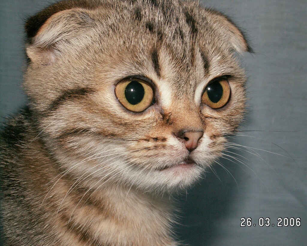 Domestic Cat from Центральный административный округ, Курск, Курская ...