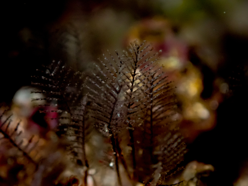 Hydrozoans from Frazer Beach, New South Wales, Australia on January 18 ...