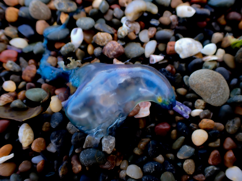 Portuguese Man o' War from Frazer Beach, New South Wales, Australia on ...