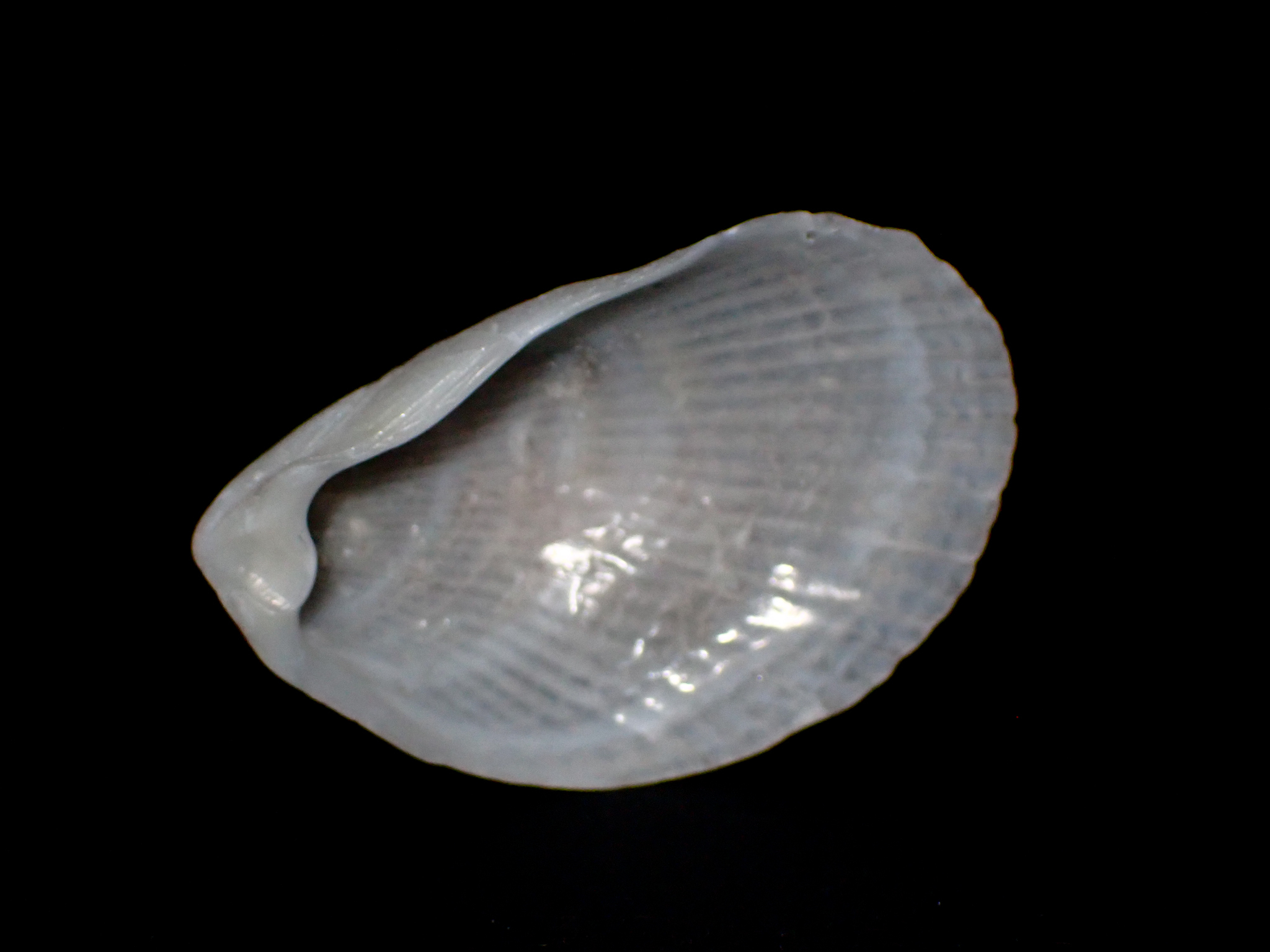 Limidae