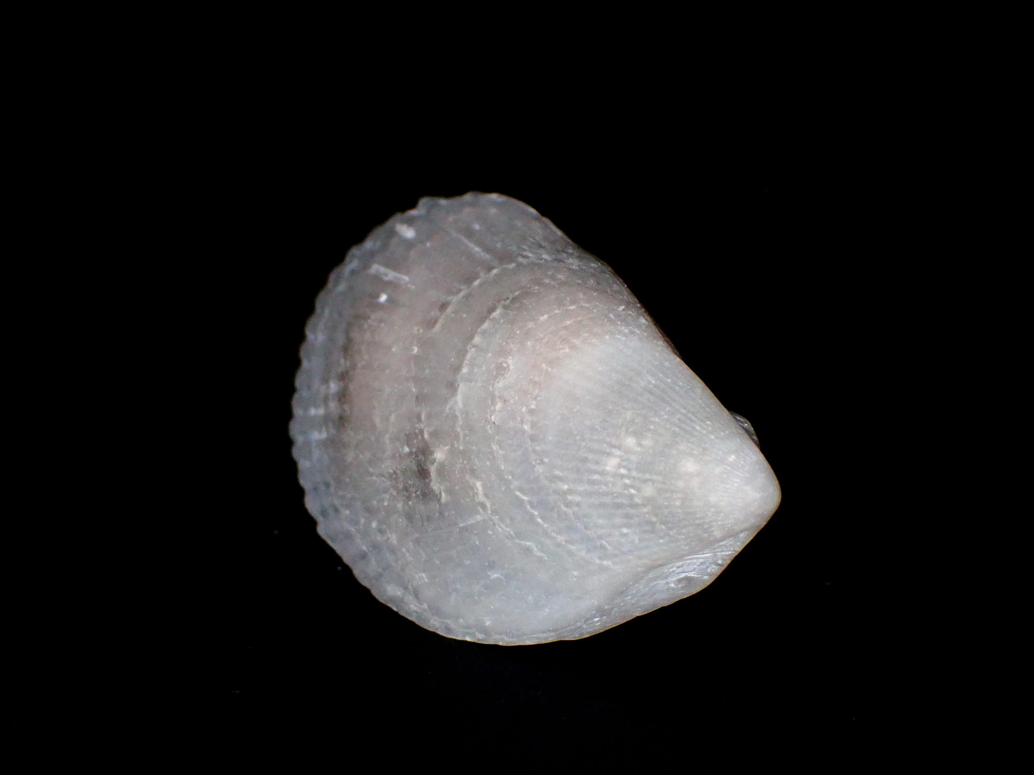 Limidae