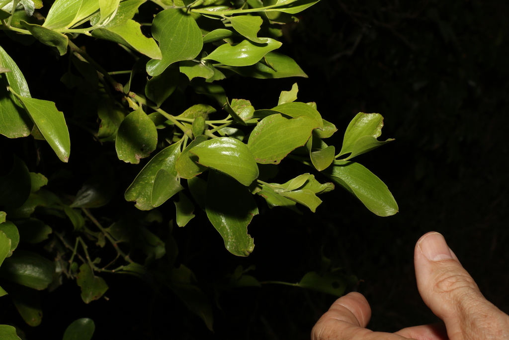 Broad Leaved Native Cherry from Hazeldean QLD 4515, Australia on ...