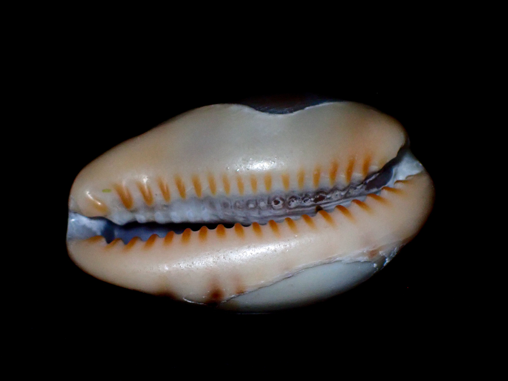 yellow-toothed cowrie from Frazer Beach, New South Wales, Australia on ...