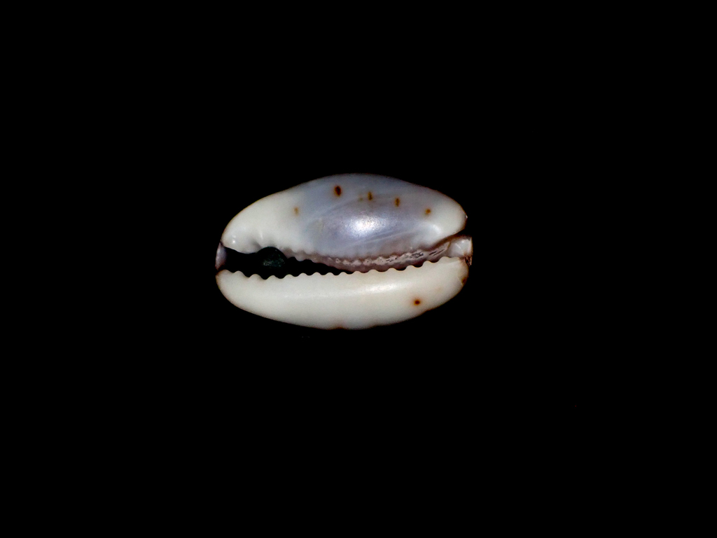 graceful cowrie from Frazer Beach, New South Wales, Australia on ...