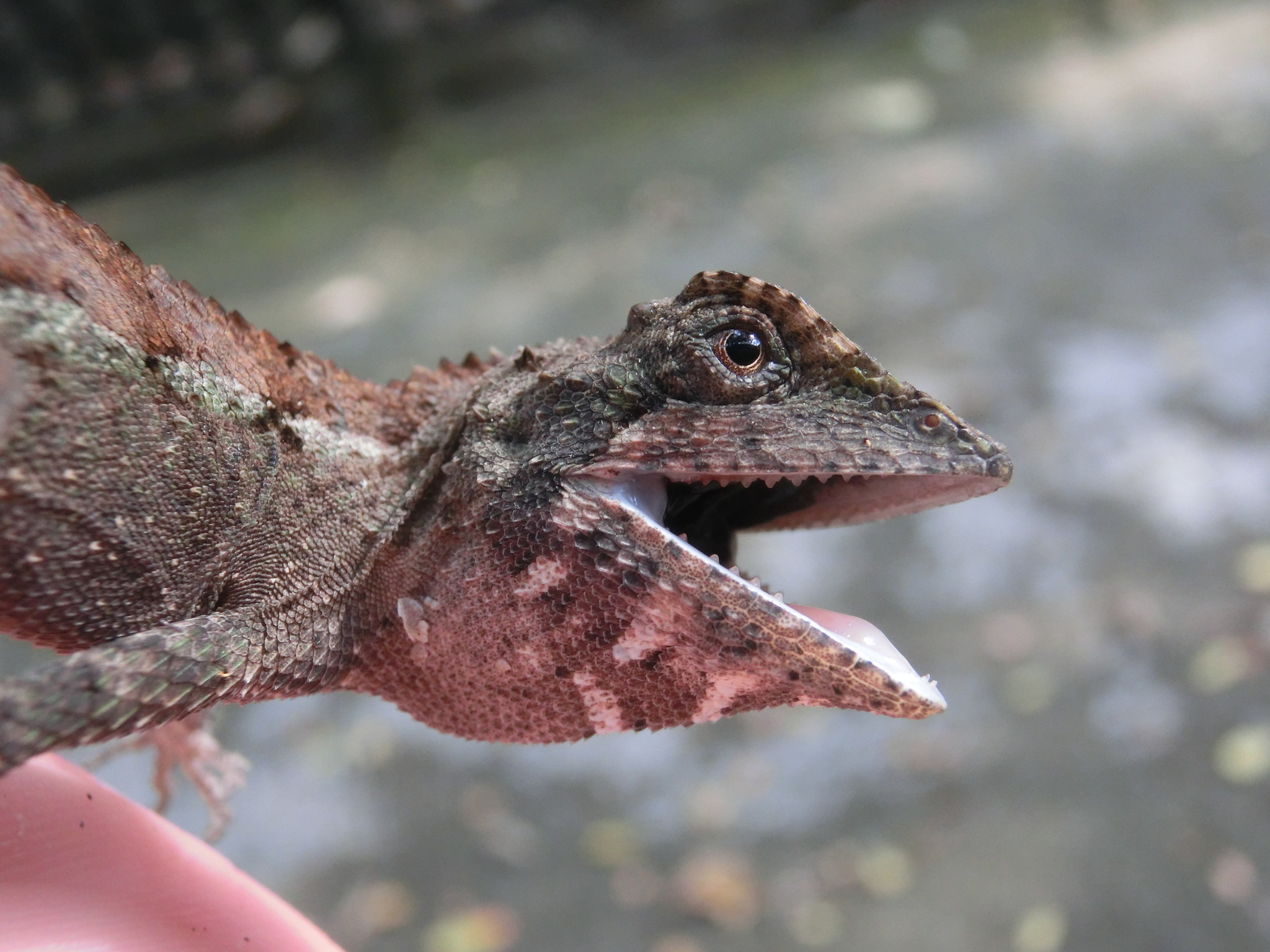 Diploderma swinhonis (Günther, 1864)