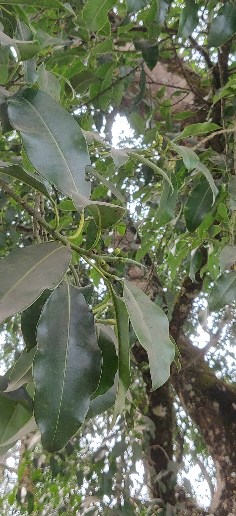 Ficus elastica Roxb.
