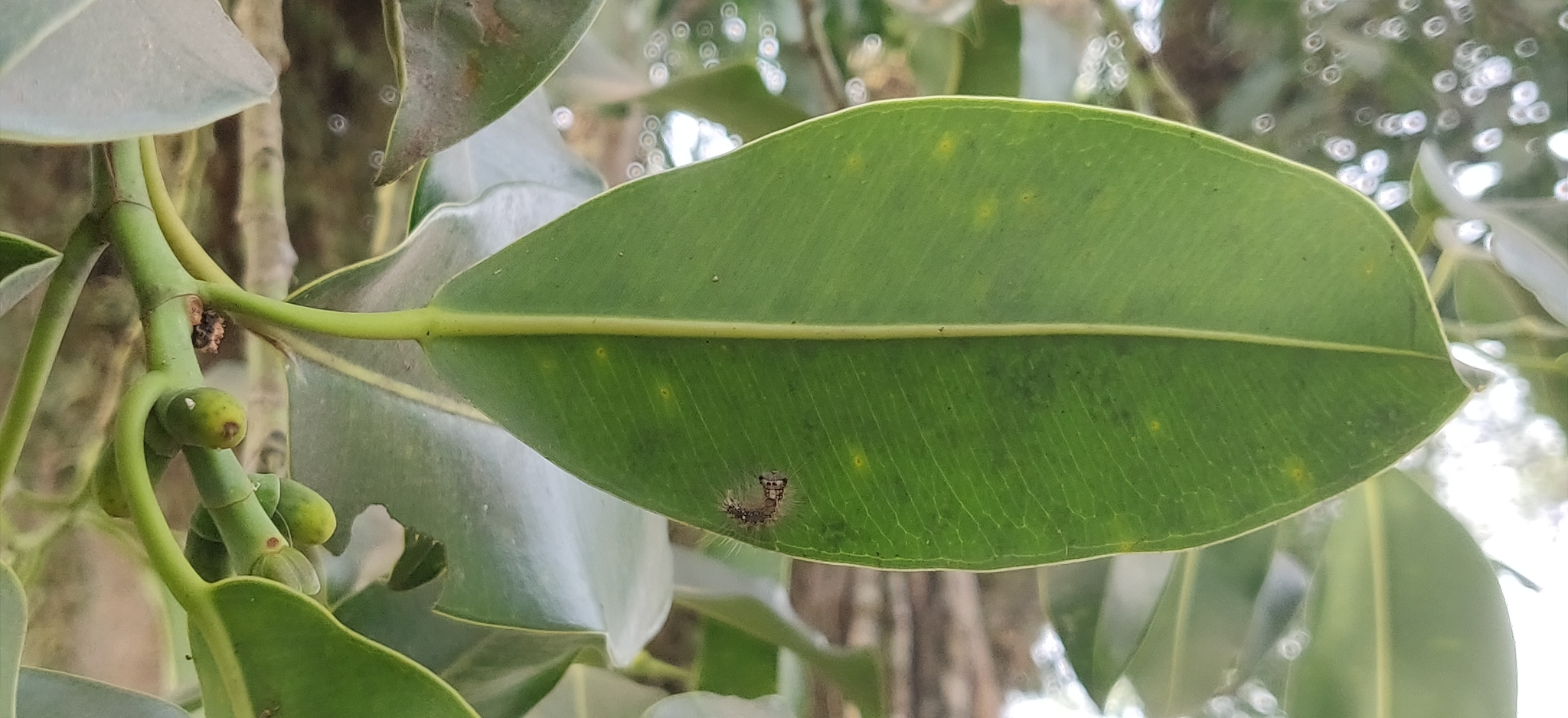 Ficus elastica Roxb.