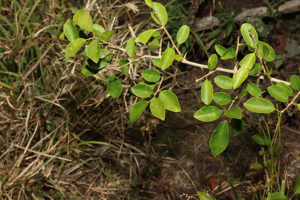 Cockspur Thorn from Hazeldean QLD 4515, Australia on January 21, 2023 ...