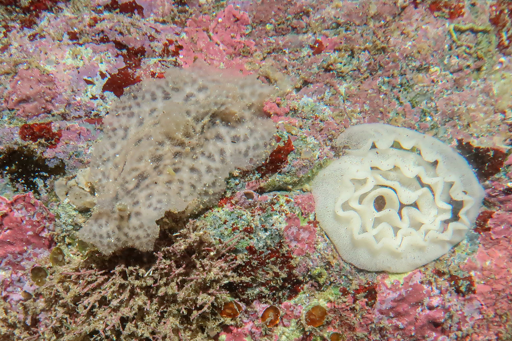 Discodorididae from Minnie Water NSW 2462, Australia on January 21 ...