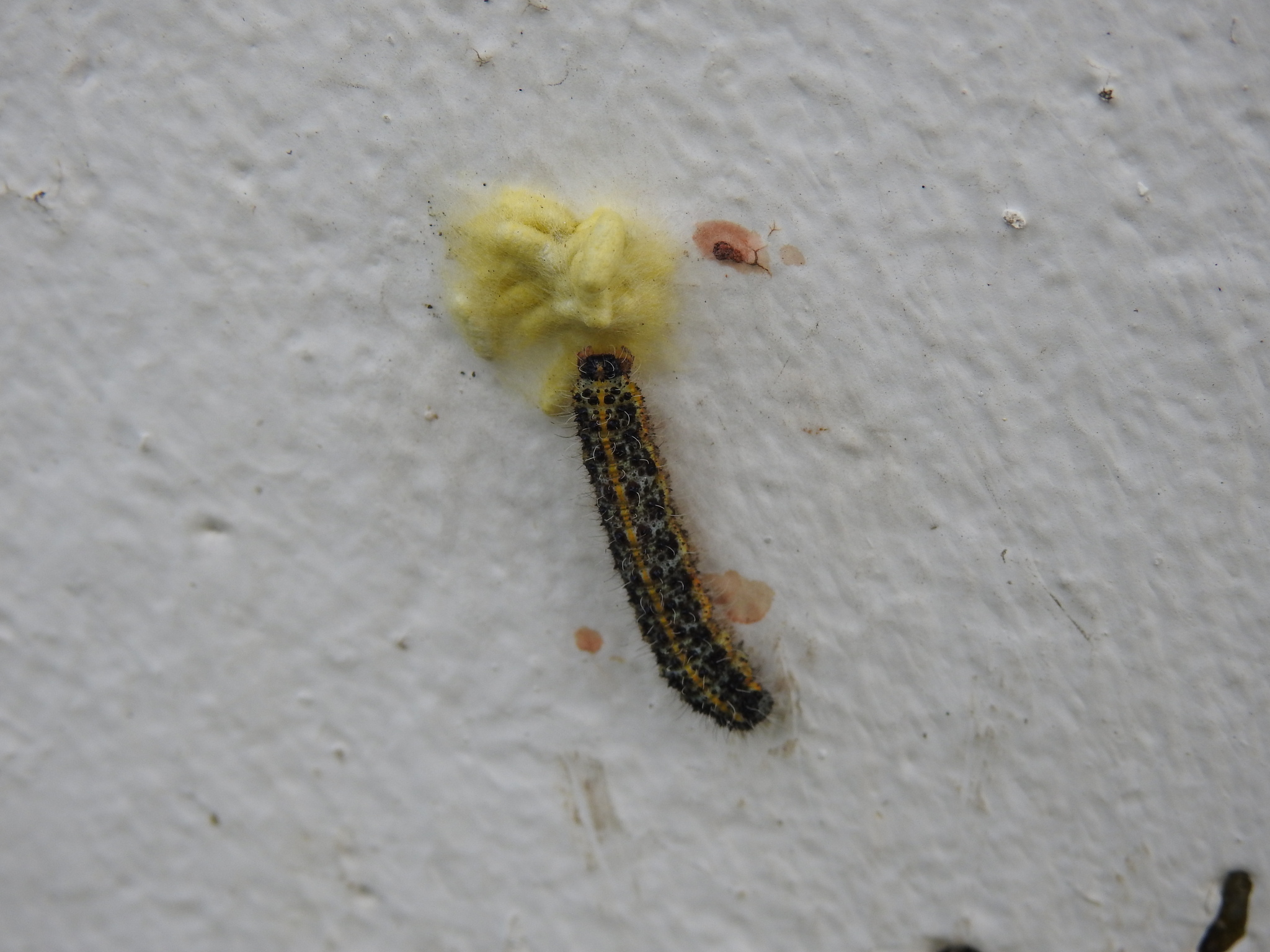 Pieris brassicae (Linnaeus, 1758)