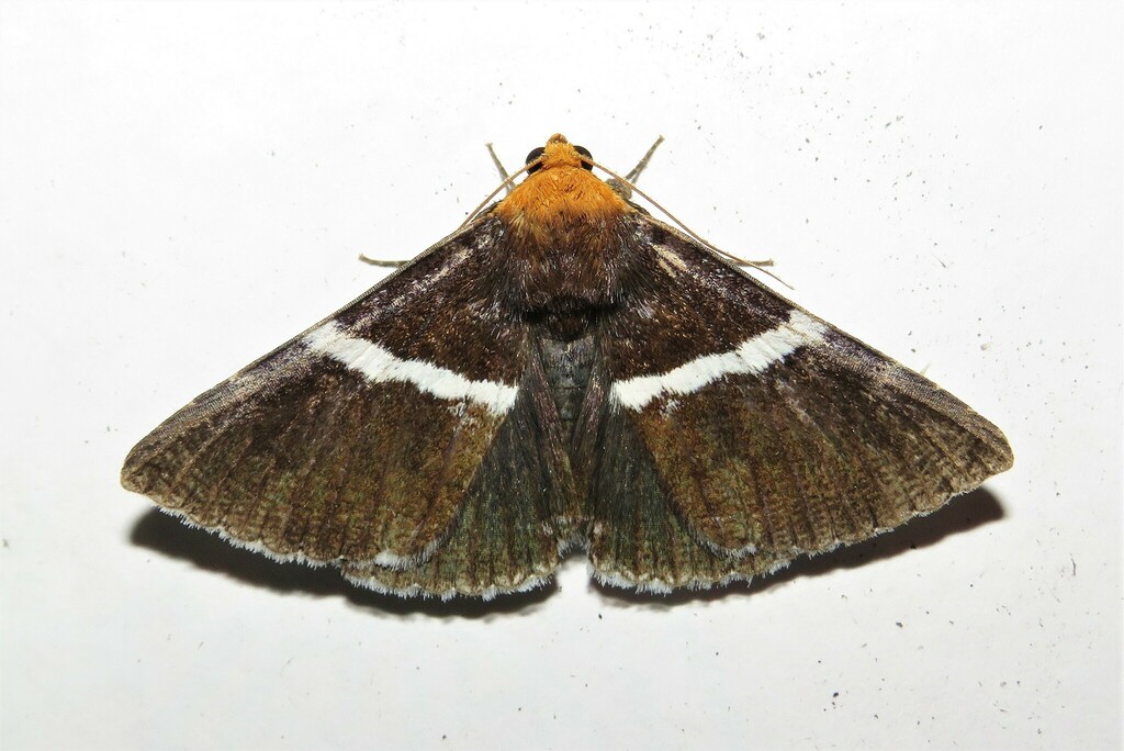 Buzara frontinus from Wallaga Lake NSW 2546, Australia on January 20 ...