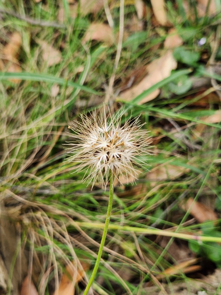 Murnong (Microseris walteri) - Botanical Realm