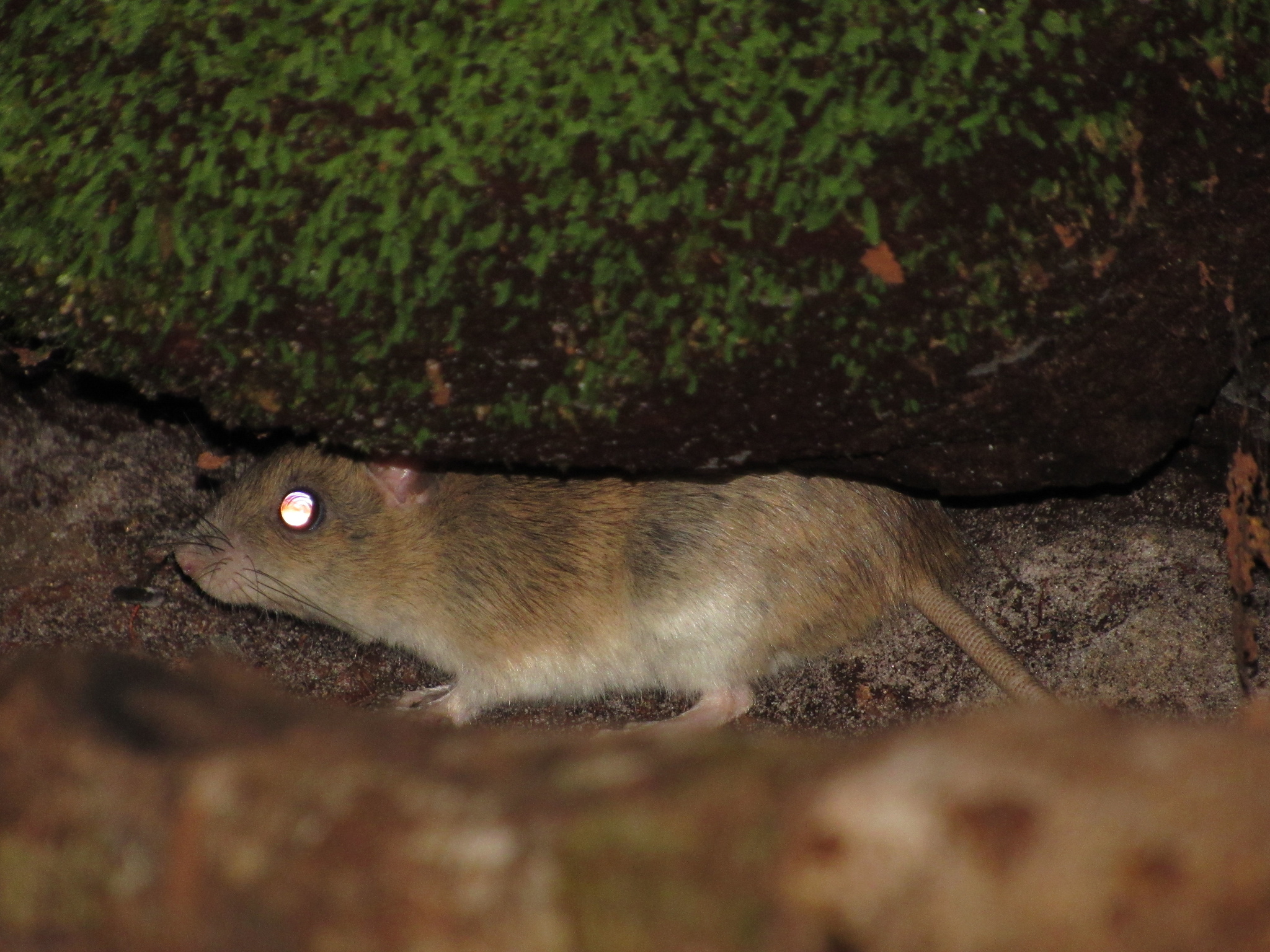 Rattus tunneyi (Thomas, 1904)