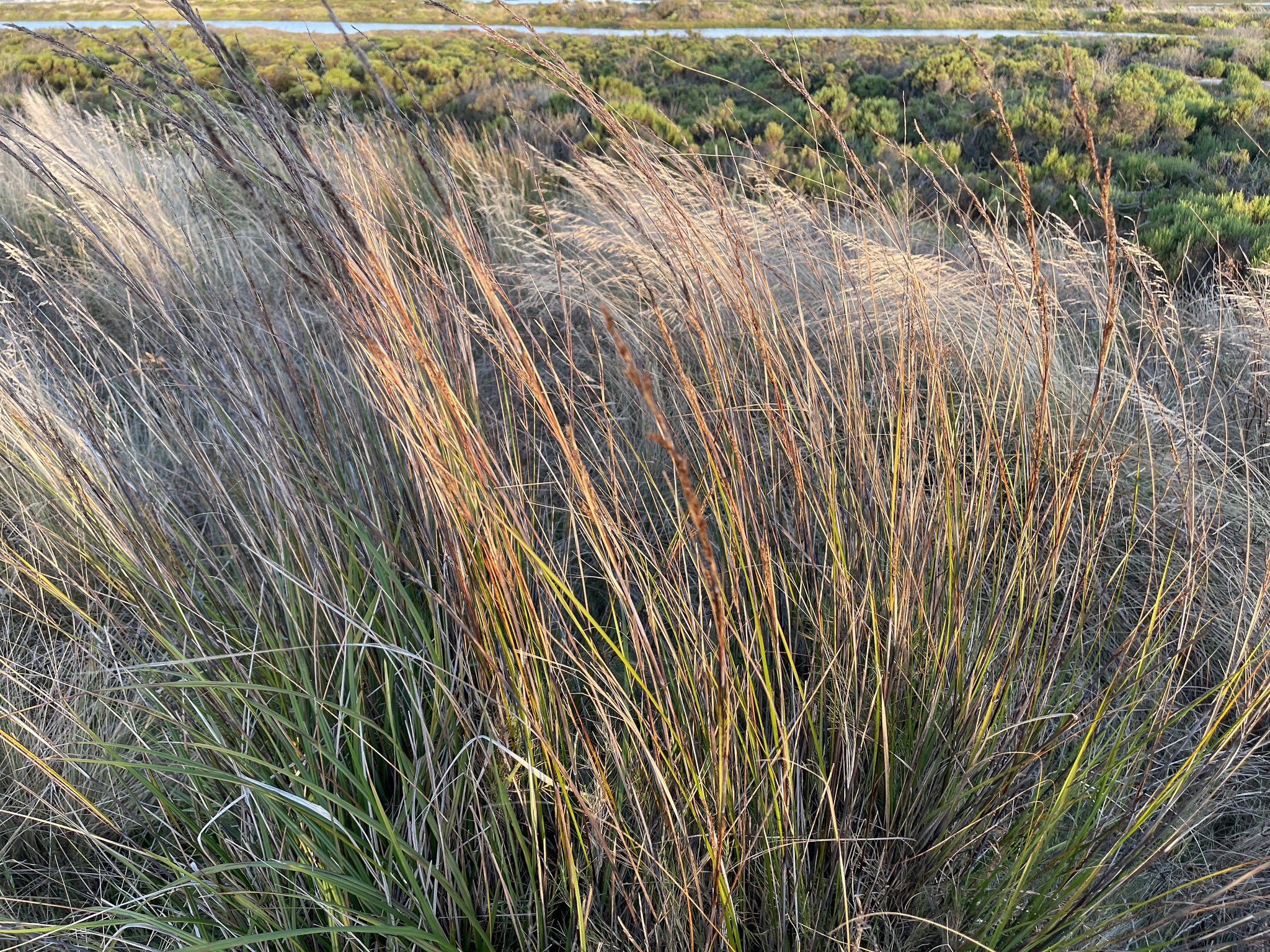 Gahnia filum (Labill.) F.Muell.