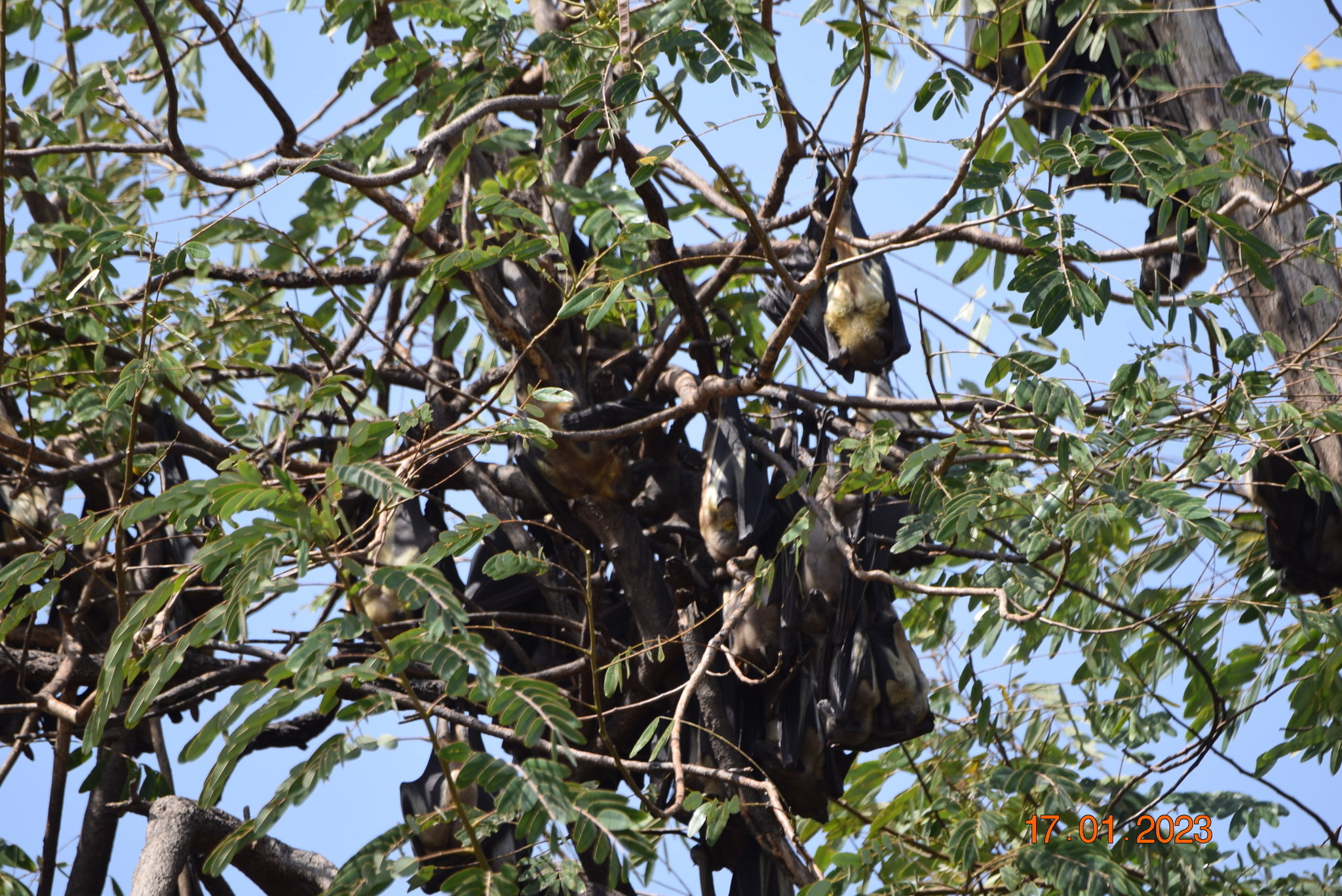 Eidolon helvum (Kerr, 1792)