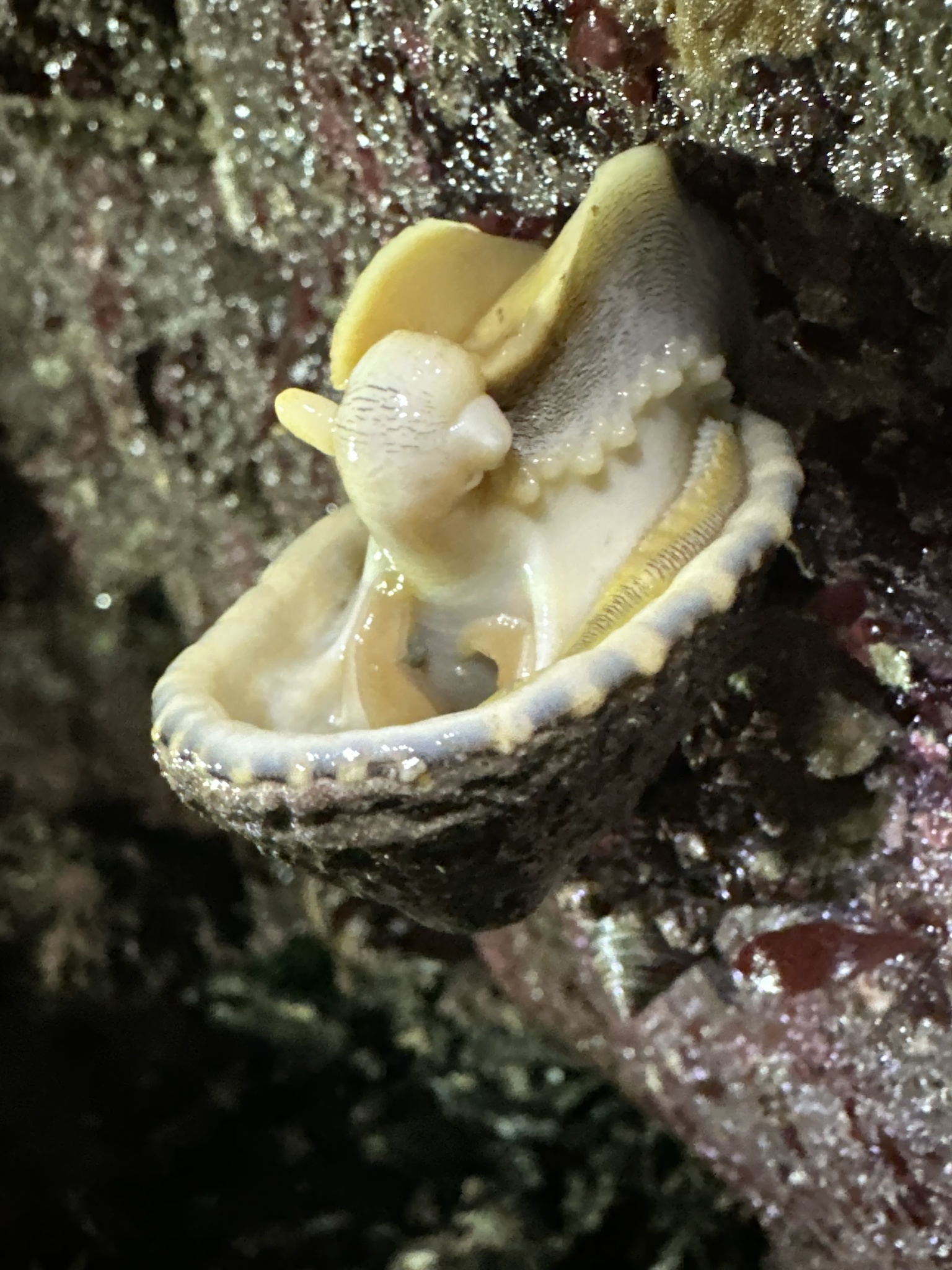 Diodora aspera (Rathke, 1833)