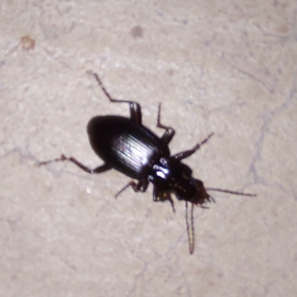 Platynini from Flinders Park SA 5025, Australia on January 21, 2023 at ...