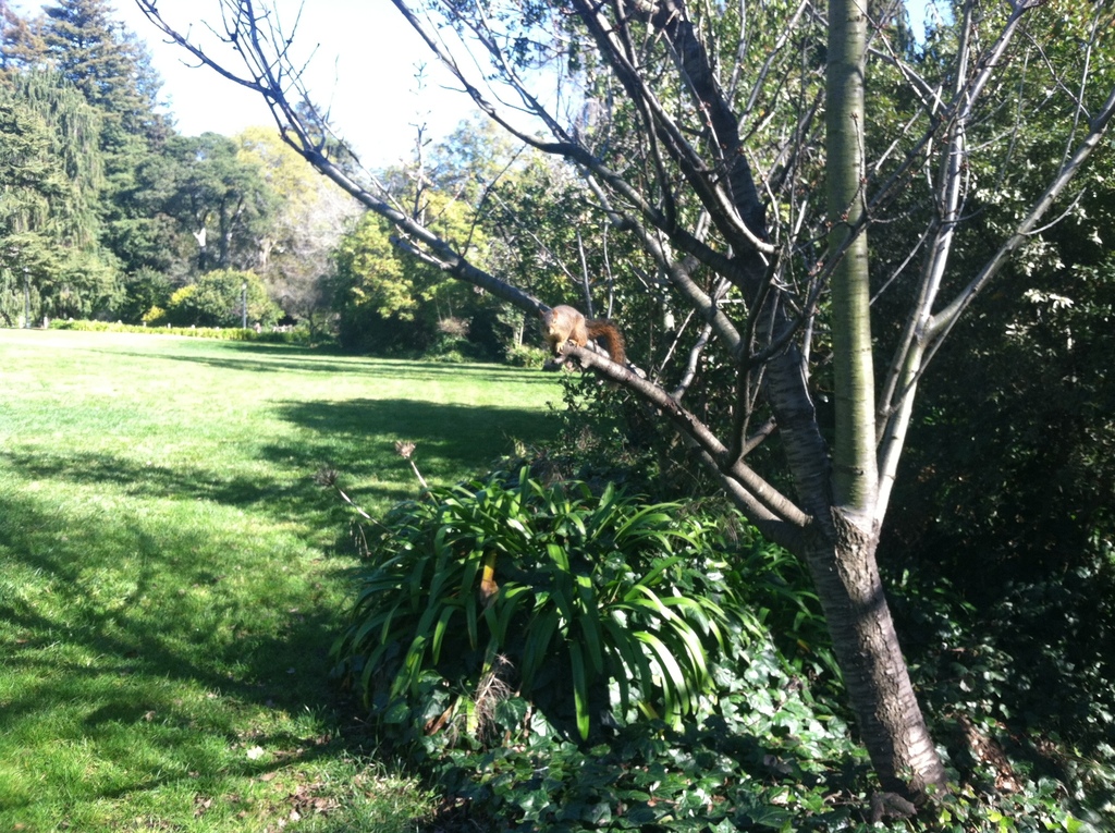 Fox Squirrel from Strawberry Creek on February 14, 2013 by Sarah ...