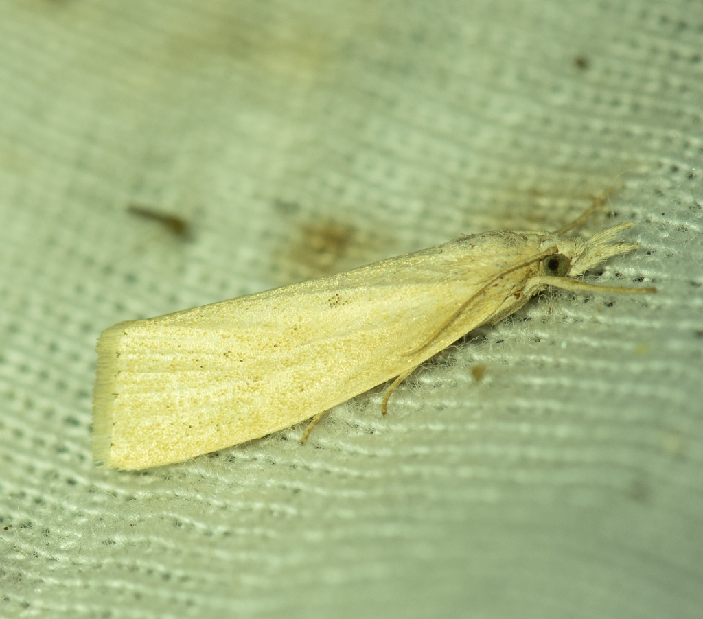 Chilo suppressalis from Arles, France on September 15, 2022 at 12:26 AM ...