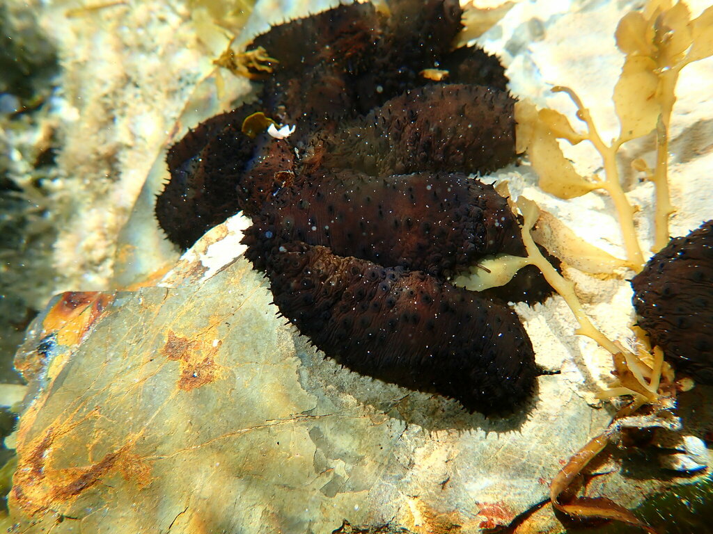 Holothuria difficilis from Woolgoolga NSW 2456, Australia on January 21 ...