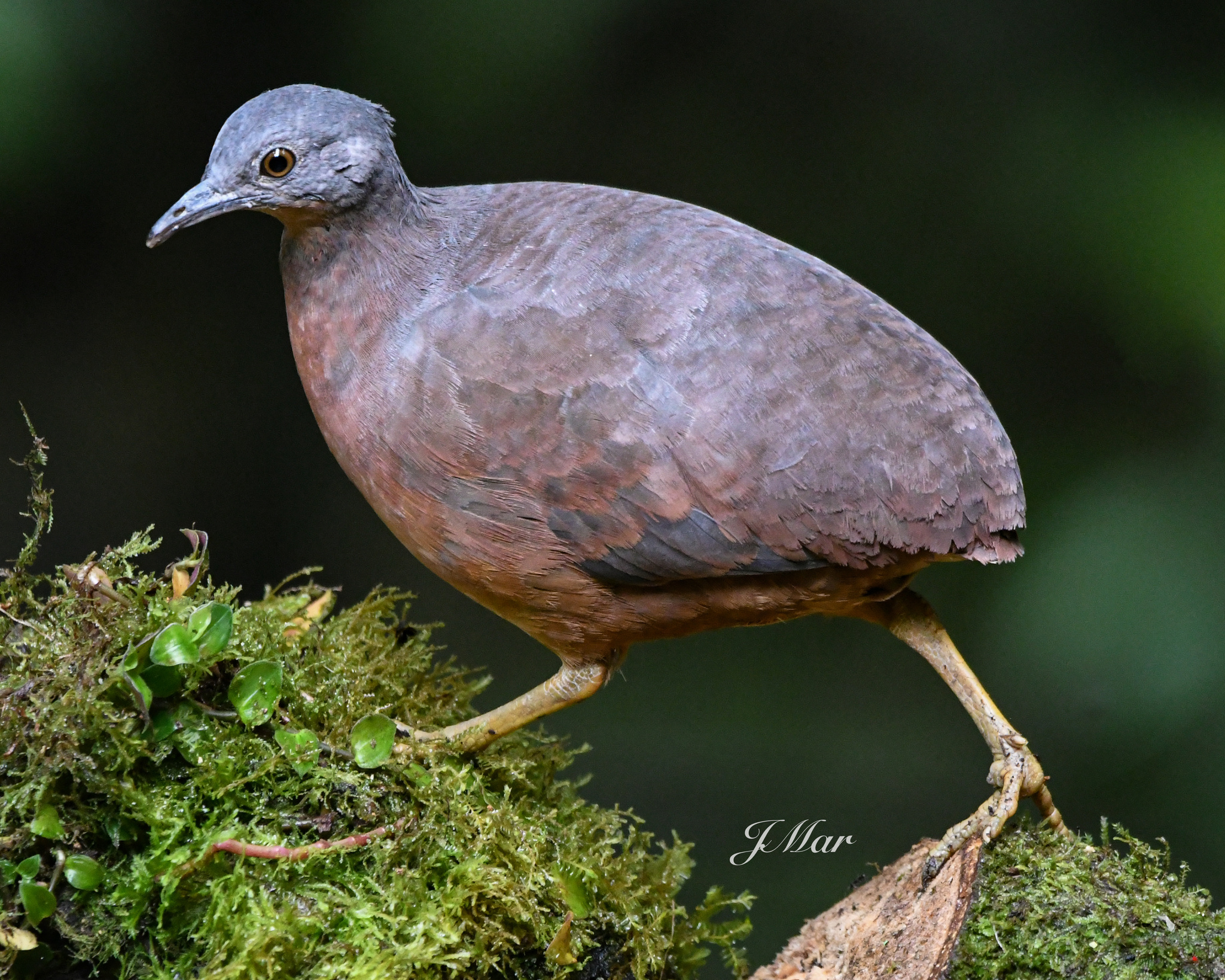 Crypturellus Brabourne & C.Chubb, 1914
