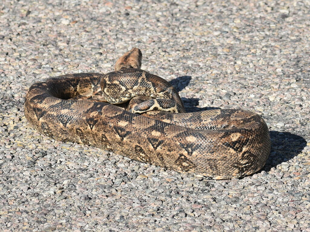 Mexican West Coast Boa Constrictor from Municipio de Huajicori, Nay ...