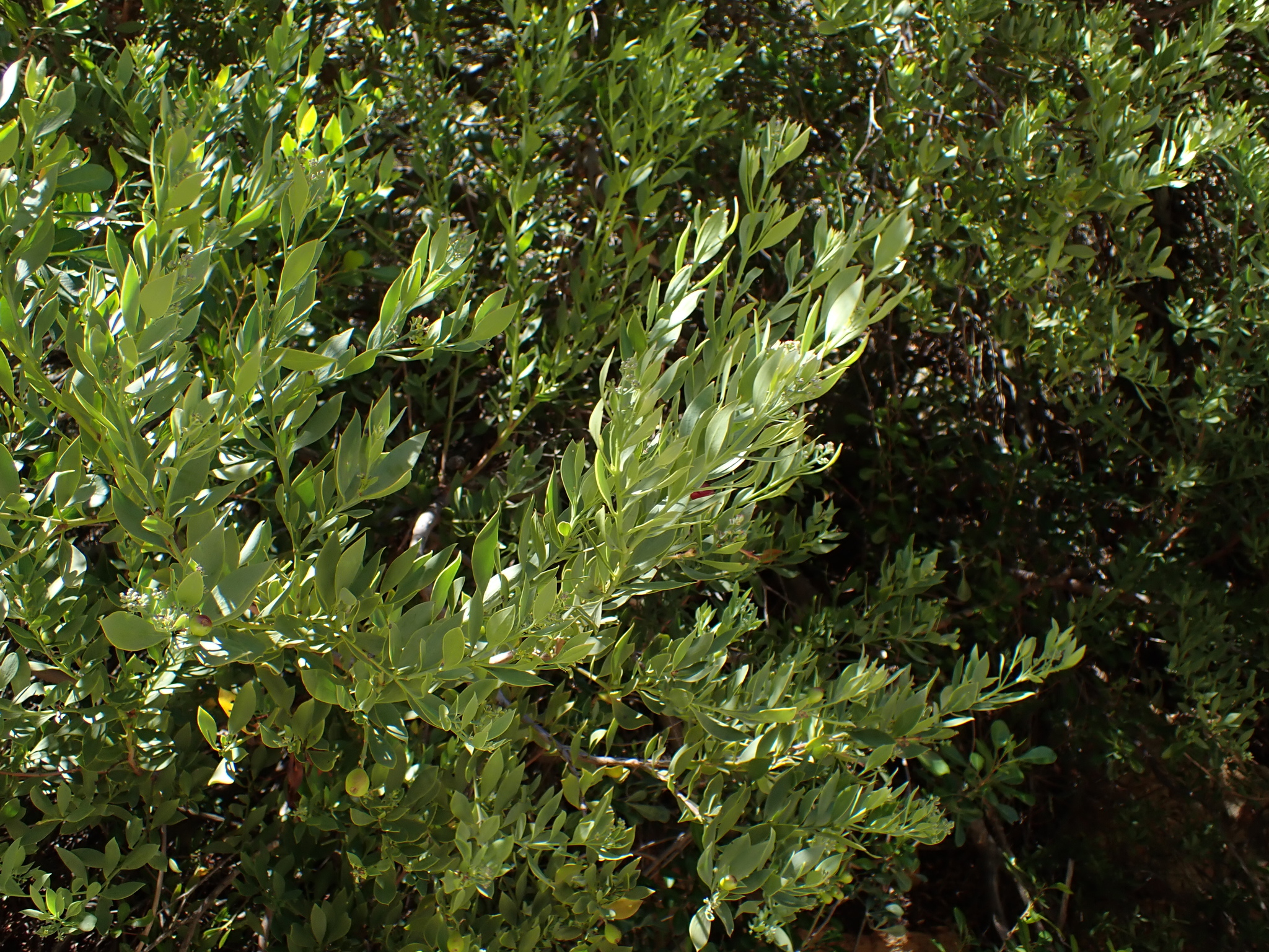 Osyris compressa (P.J.Bergius) A.DC.