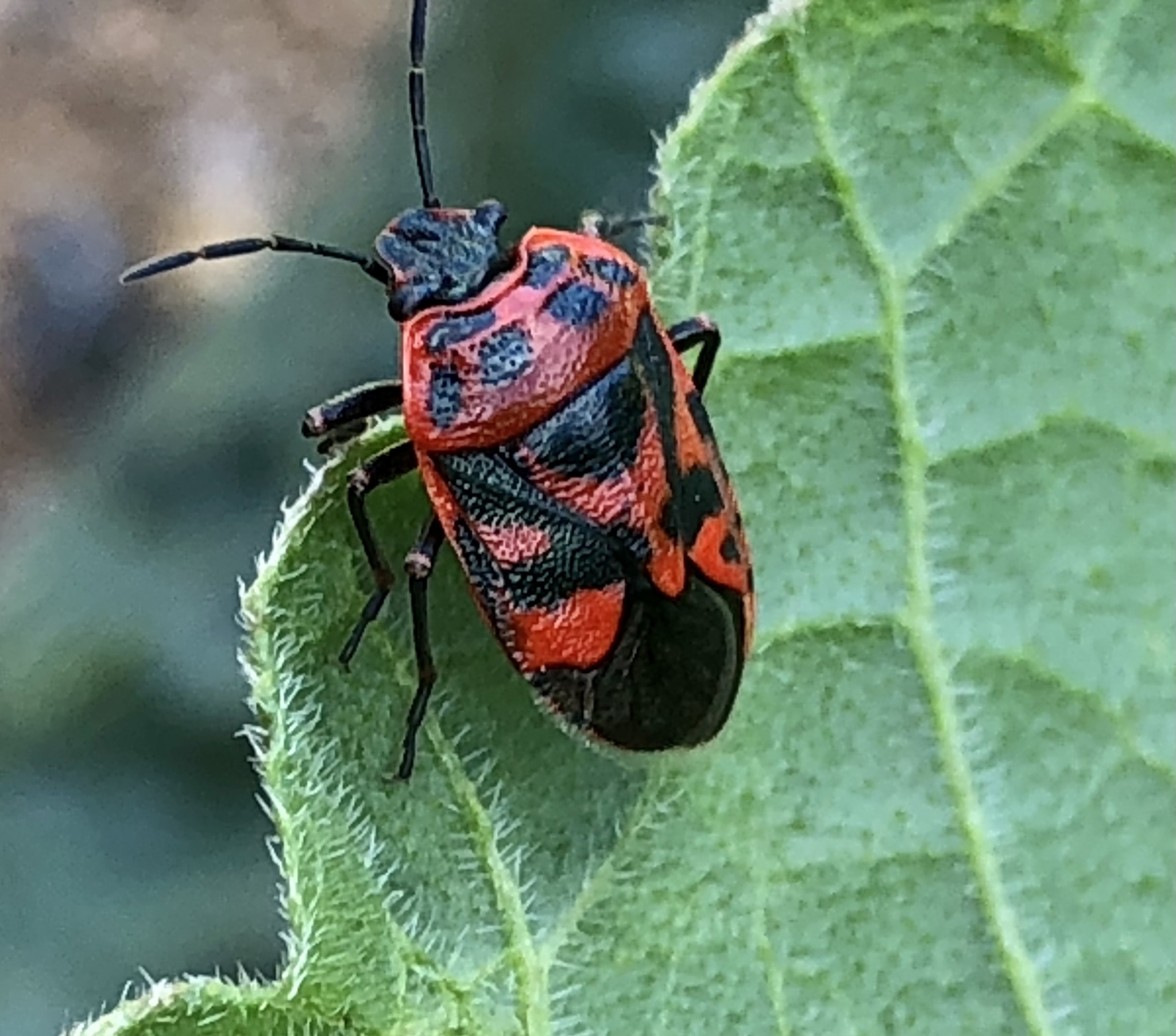 Eurydema ornata (Linnaeus, 1758)